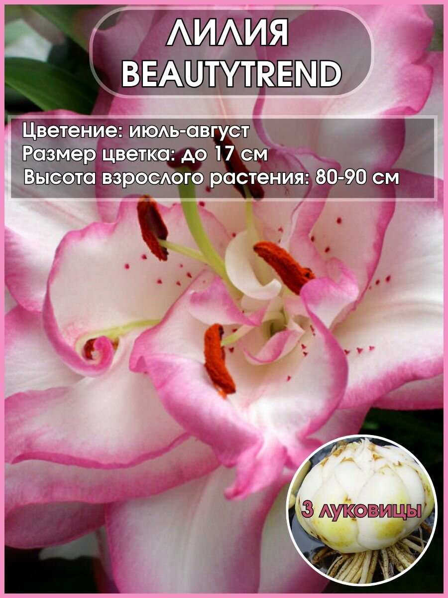 Лилия азиатская Бьютитренд, луковицы 3 штуки