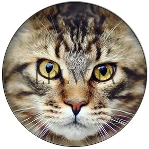 LPLWJA стеклянные кабошоны с изображением кошек 20 мм, DS201