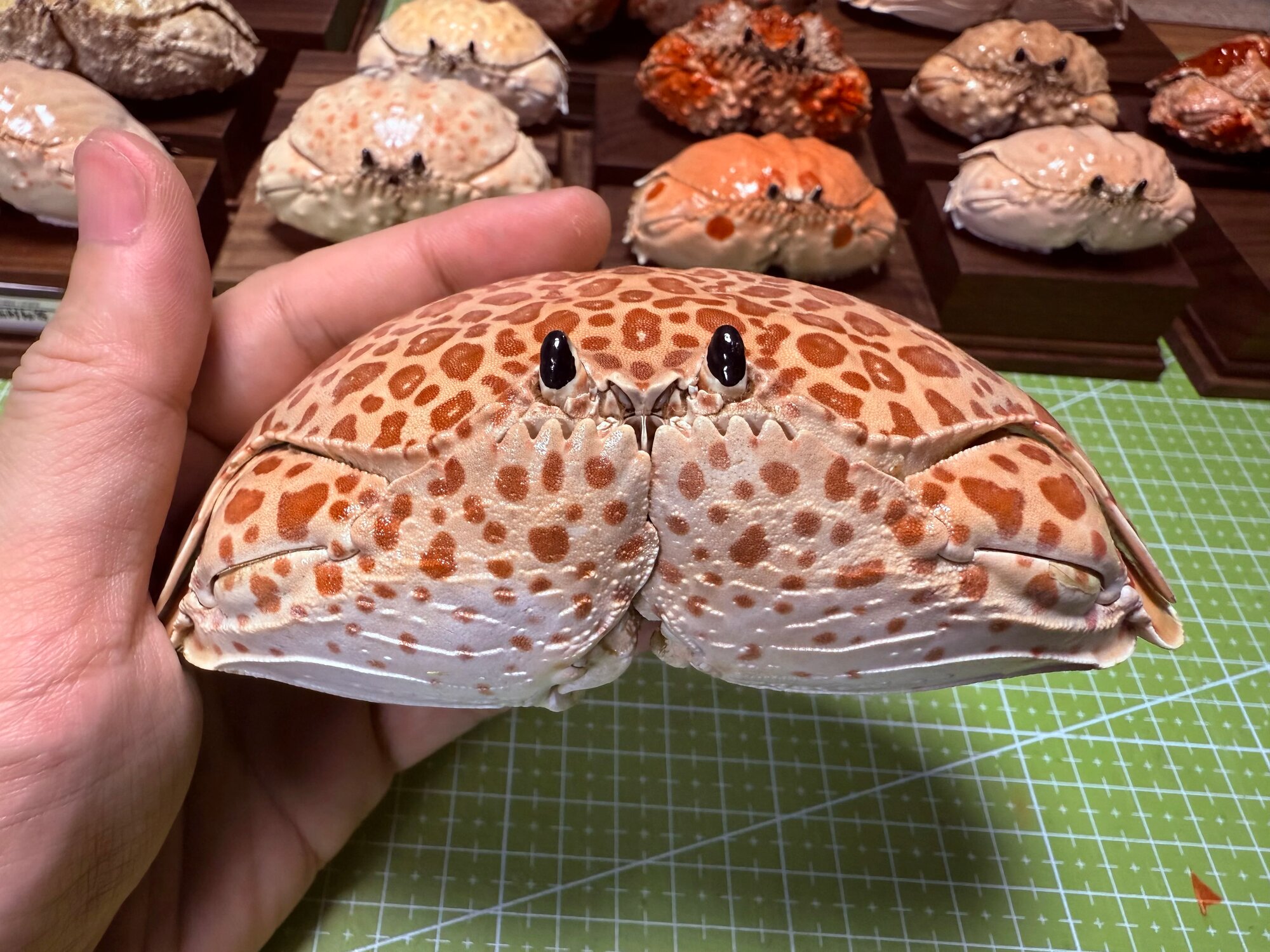 Коллекционная статуэтка краба Calappa quadrimaculata 2