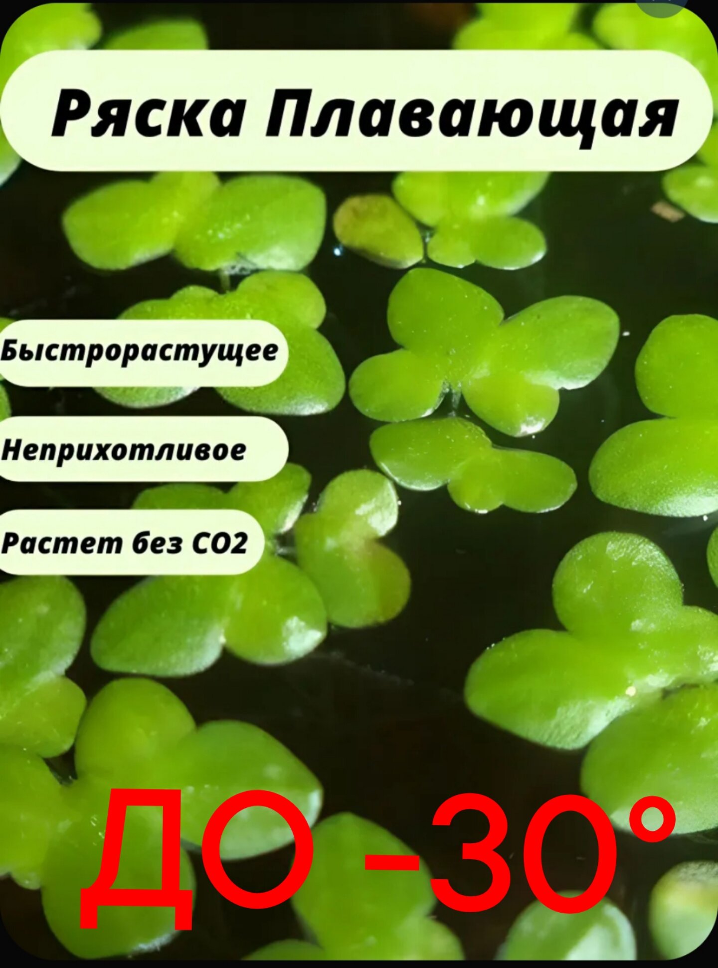 Ряска Плавающая. Тройная порция. Живое аквариумное растение