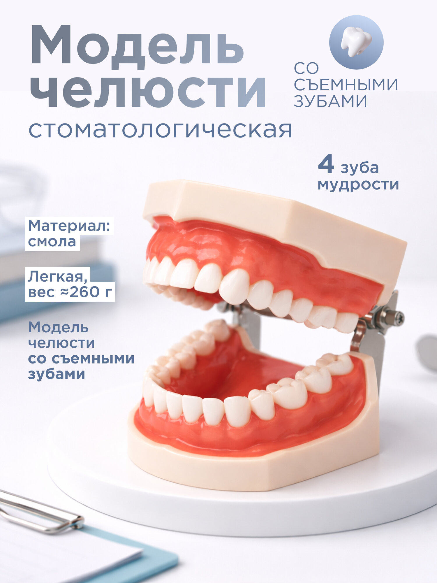 Стоматологическая модель челюсти Svendsen "32Dent", со съемными зубами, белая, 260г