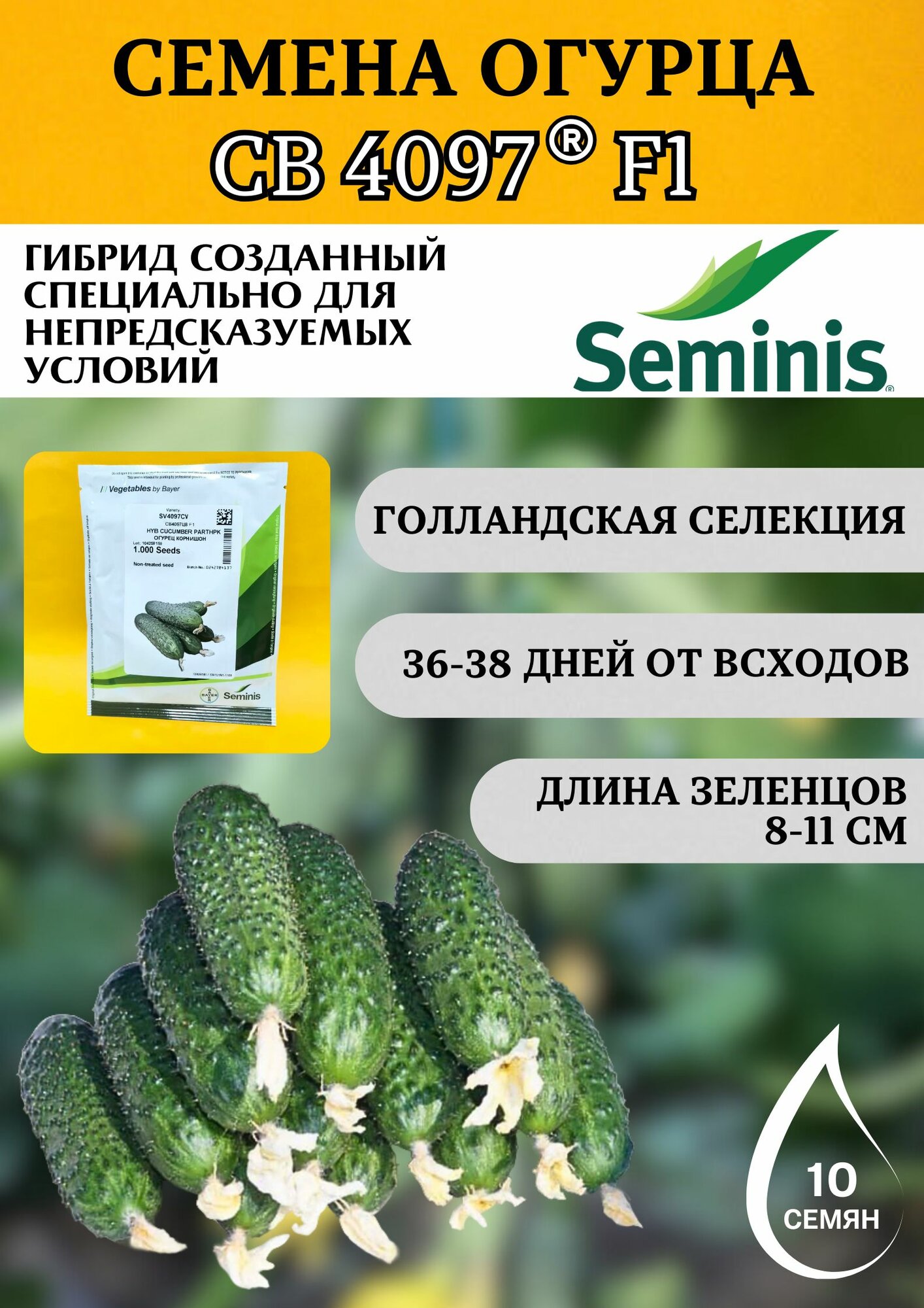 Огурец СВ 4097 ЦВ гибридные семена первого поколения F1 10 семян Seminis, профессиональные семена