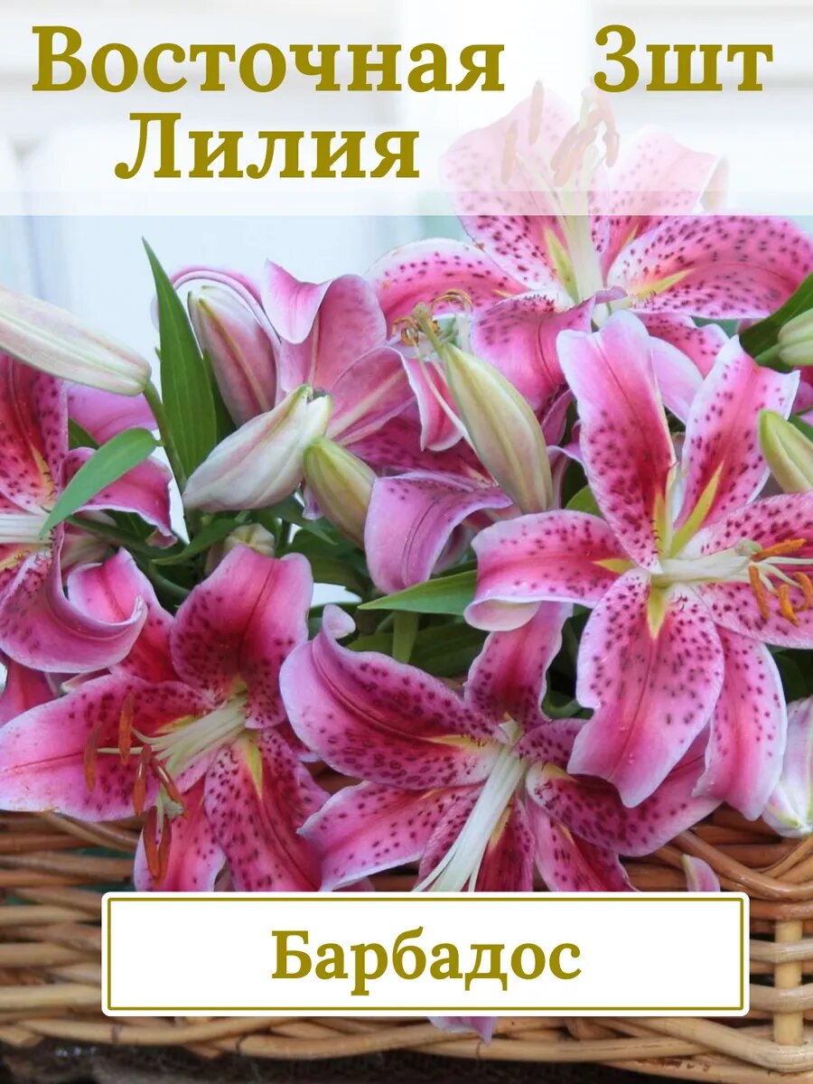 Лилия Восточная махровая, многолетние цветы, луковицы 3 шт