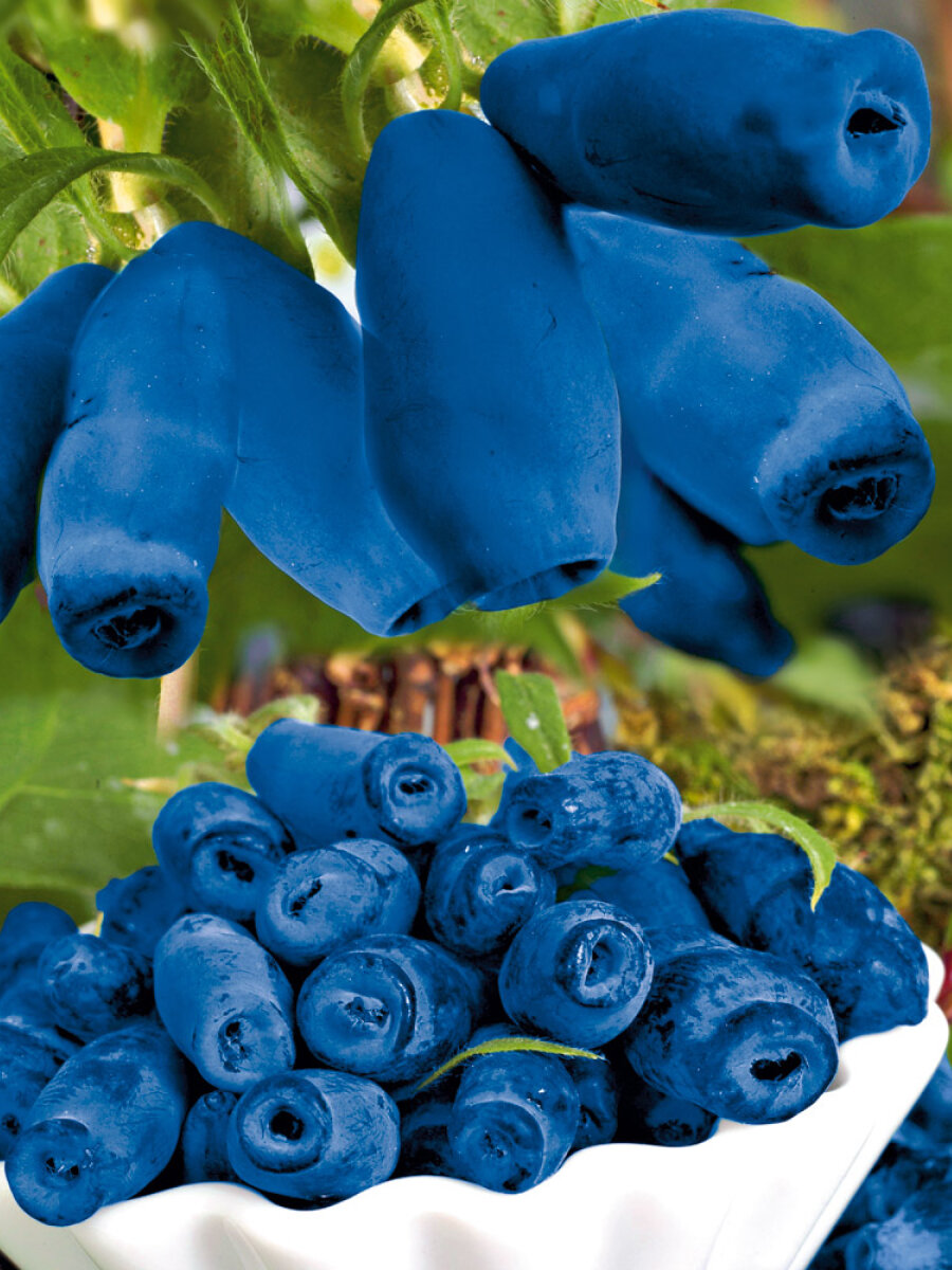 Жимолость Блю Вельвет, многолетнее, 1,5 - 2 года, морозостойкая