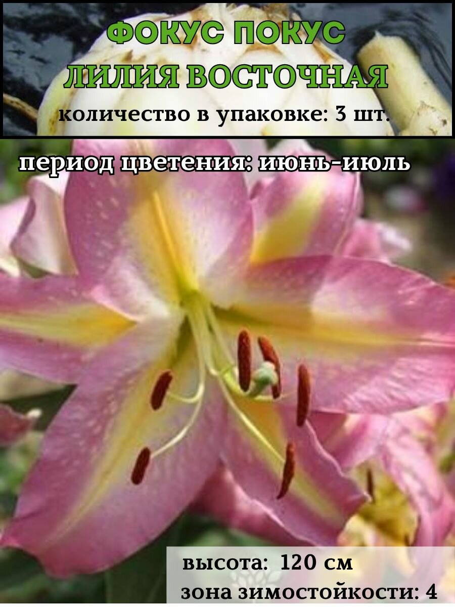 Лилия восточная Фокус покус, луковицы 3 штуки