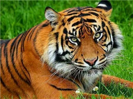 Набор для вышивания "Тигр на траве"/ Вышивание крестиком / Набор для творчества/ Размер 30х40 см