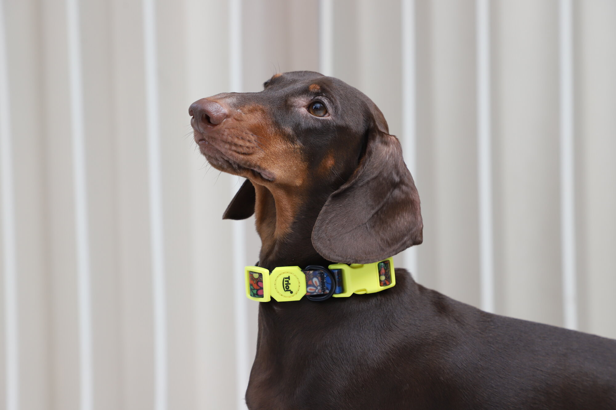 Ошейник для собак и кошек из биотана "Цветы" S, разноцветный, 1.5*27-37см, Triol