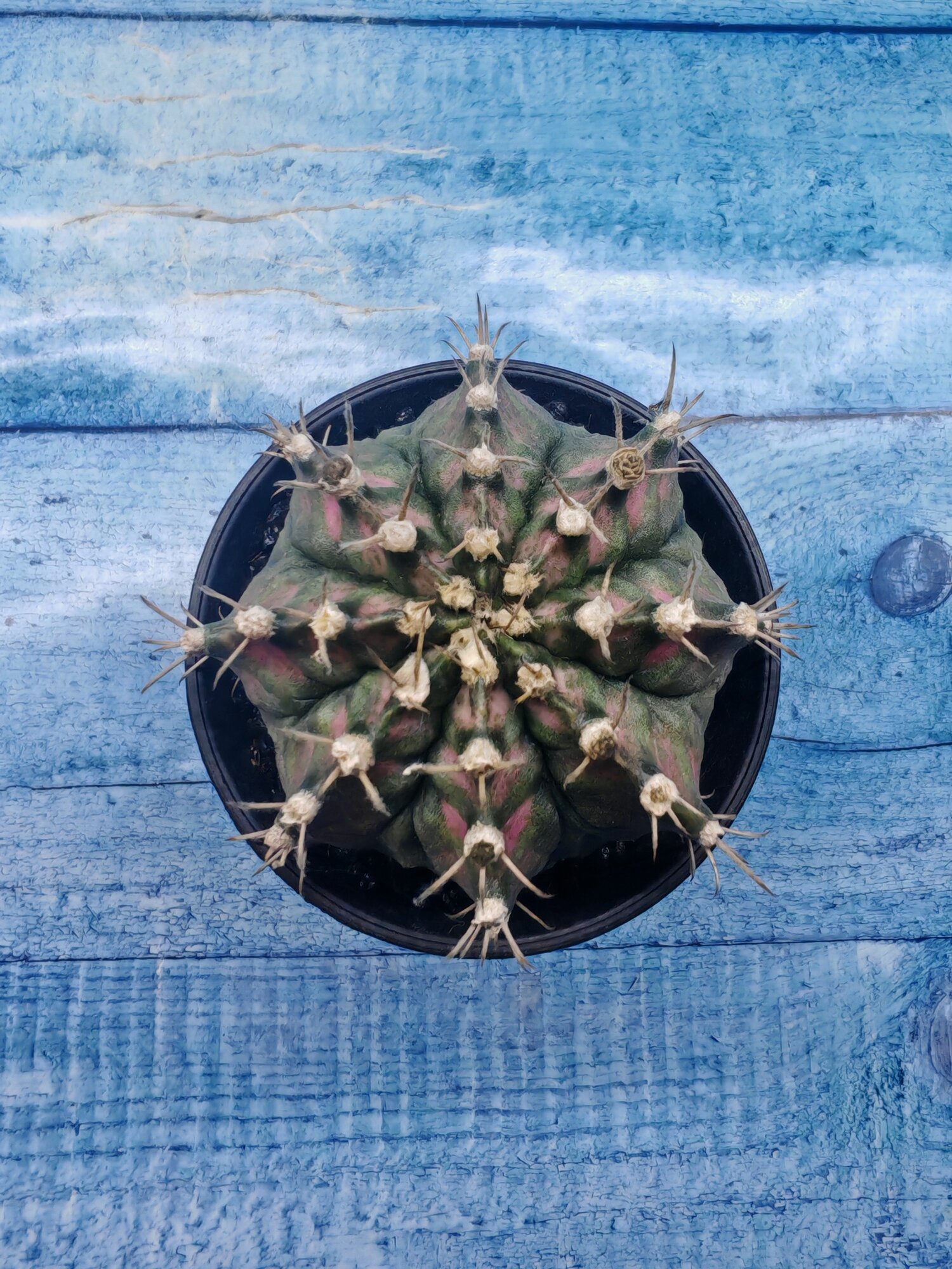 Коллекционный кактус Gymnocalycium T-Rex Pink hybride (Гимнокалициум T-rex). Диаметр горшка 7 см. Субстрат Succuterra Classic и фирменный горшочек в комплекте.