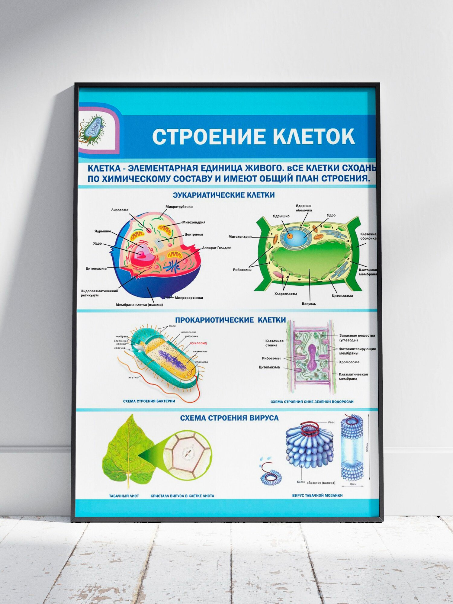 Плакат на стену для интерьера Для Детей (Биология 13) - Постер по обучению формата A4 (21x30 см)