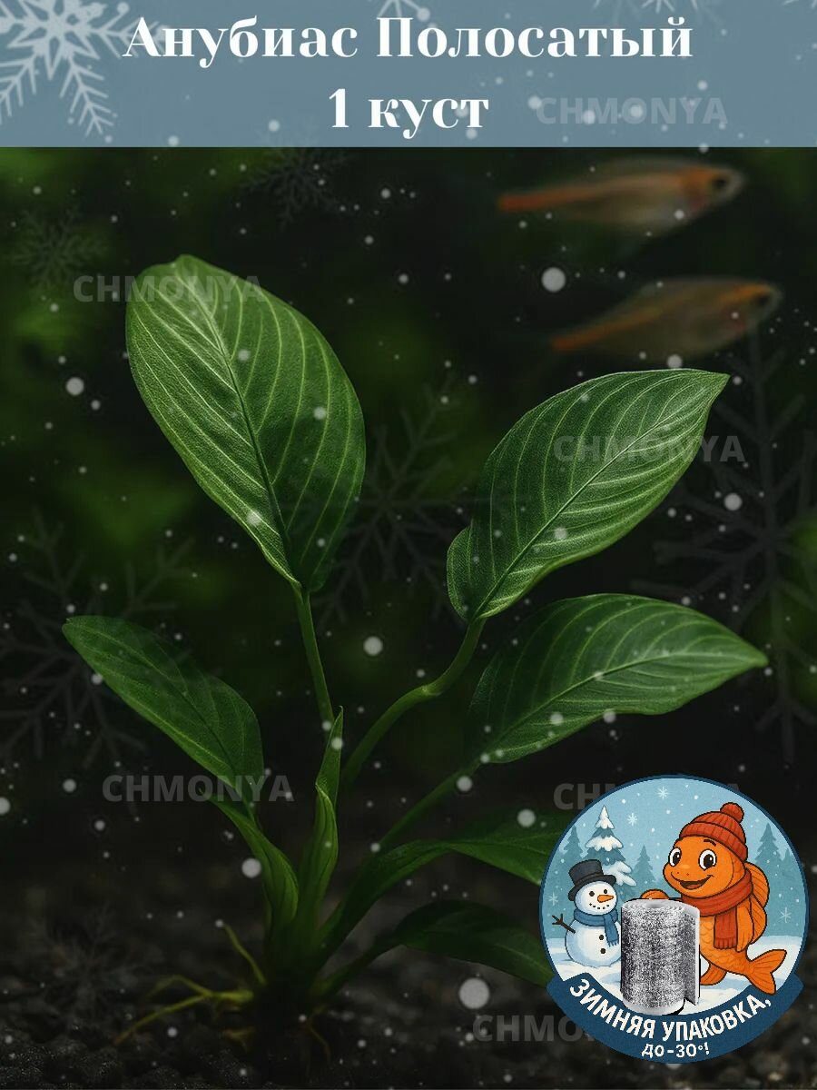 Аквариумное растение Анубиас Полосатый (Anubias Striped), живое аквариумное растение 1 куст