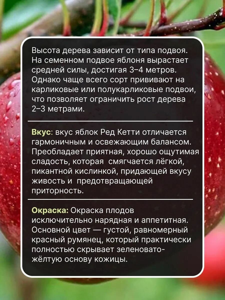 Яблоня "Ред Кетти" — фото 1