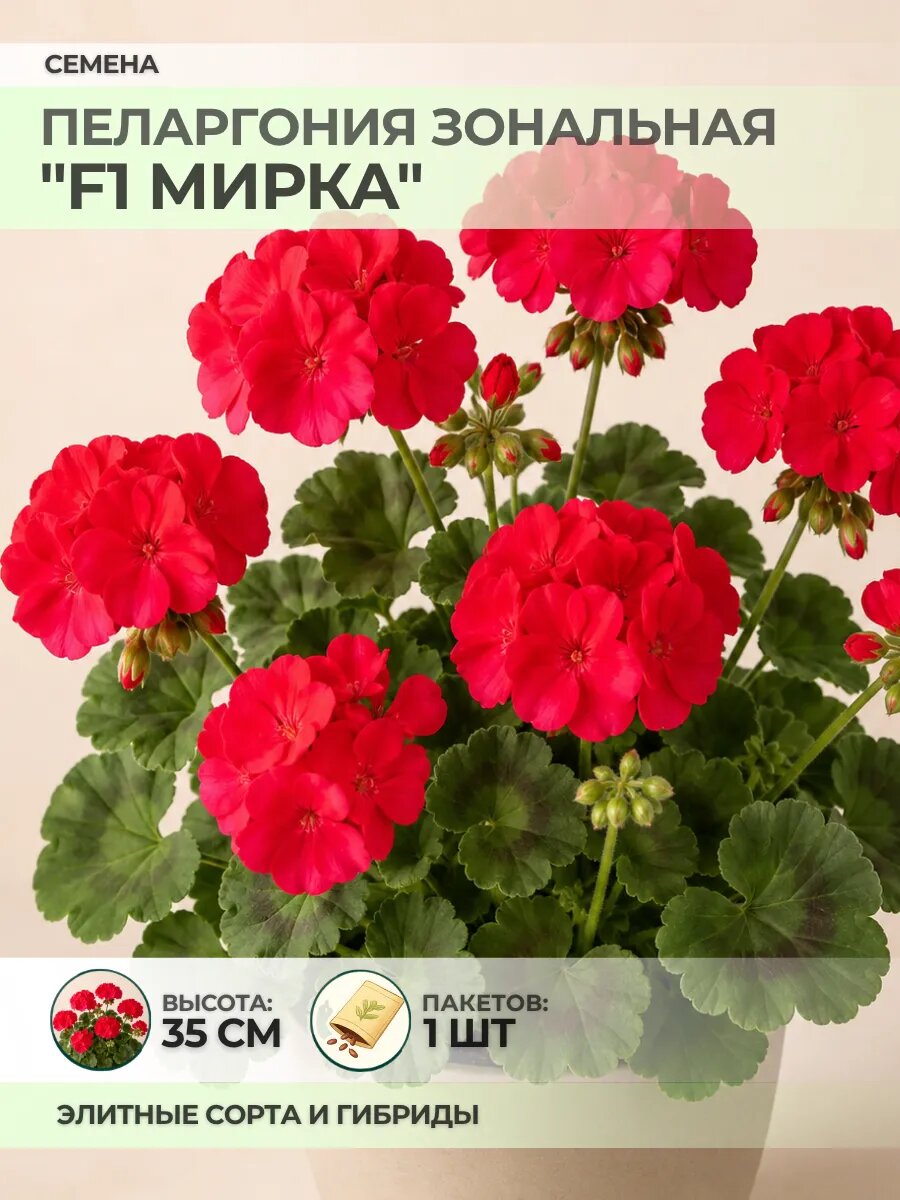 Пеларгония зональная "Мирка" F1, карминные шаровидные соцветия, компактный сорт, 1 упаковка, 4 шт. семян.