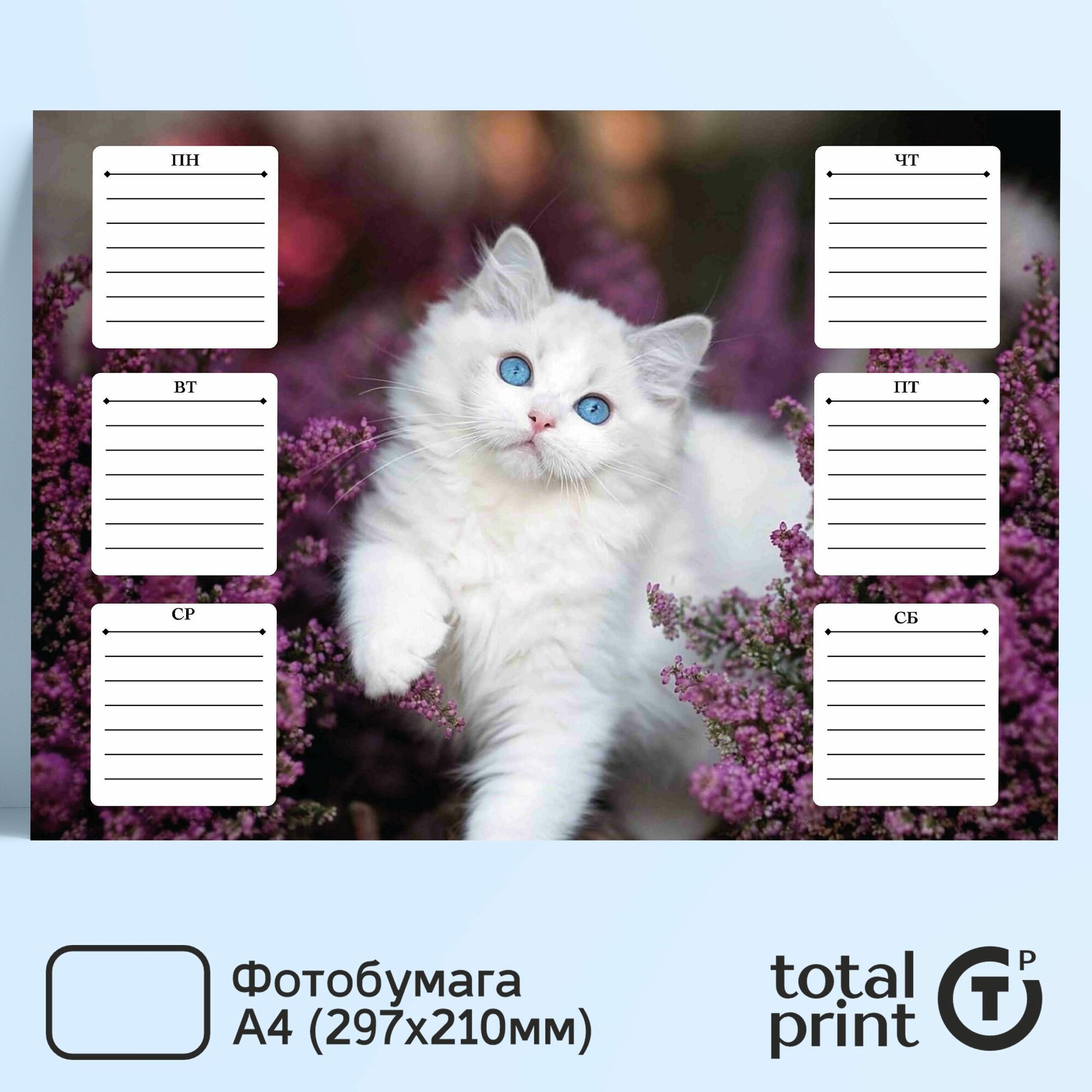 Расписание уроков, постер А4, кот, TotalPrint