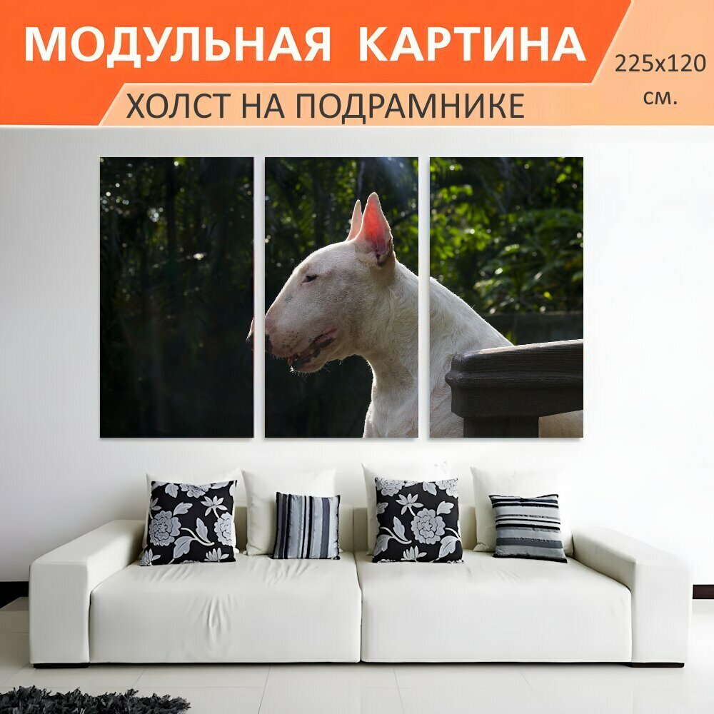 Модульная картина на холсте "Бультерьер, собака, белая собака" триптих на подрамнике 225х120 см. для интерьера