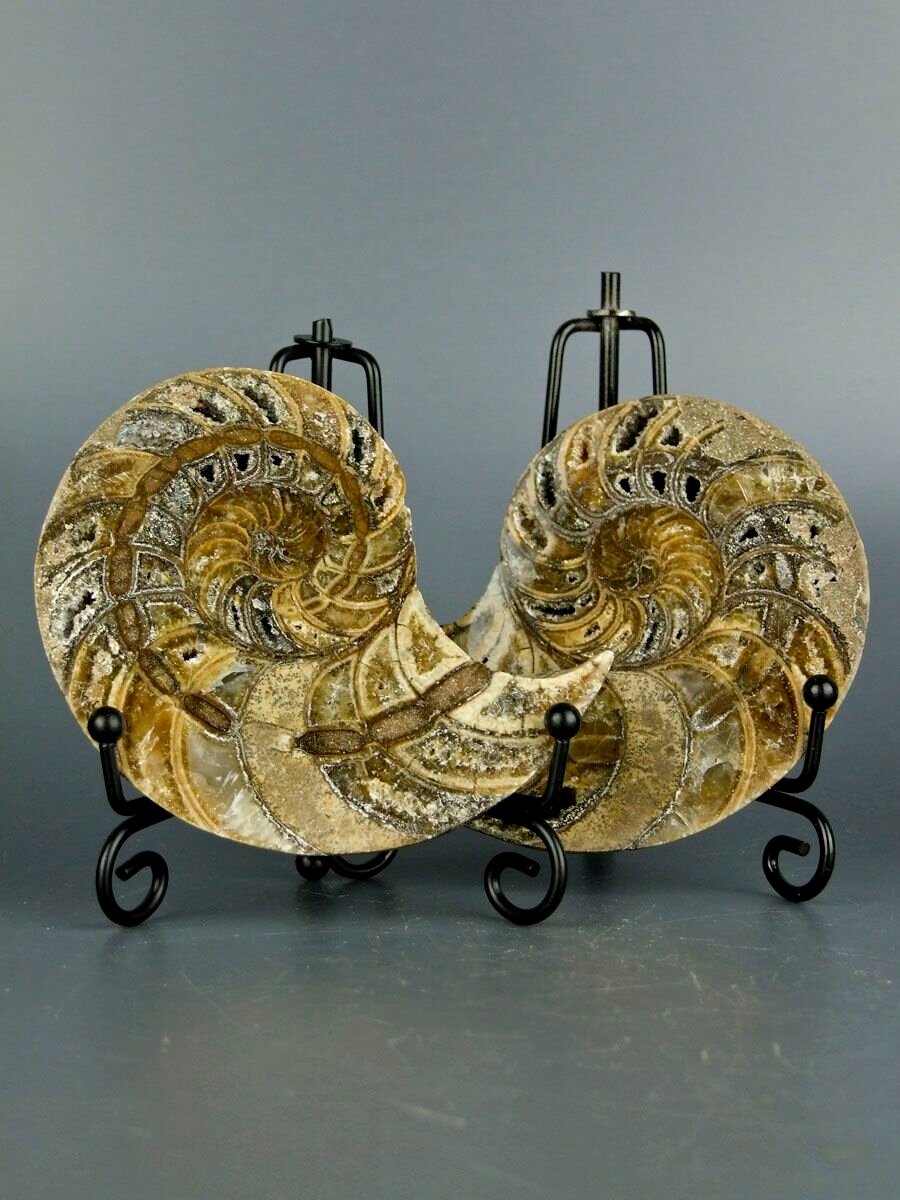 Аммонит натуральный окаменелость Наутилус Cymatoceras 166-60 млн лет - 9,5 см