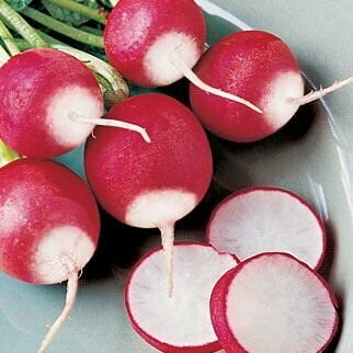 Коллекционные семена редиса Кот в сапогах