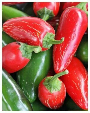 Коллекционные семена перца острого Халапеньо Чьяпос F1