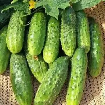 Коллекционные семена огурца Уральский разносол