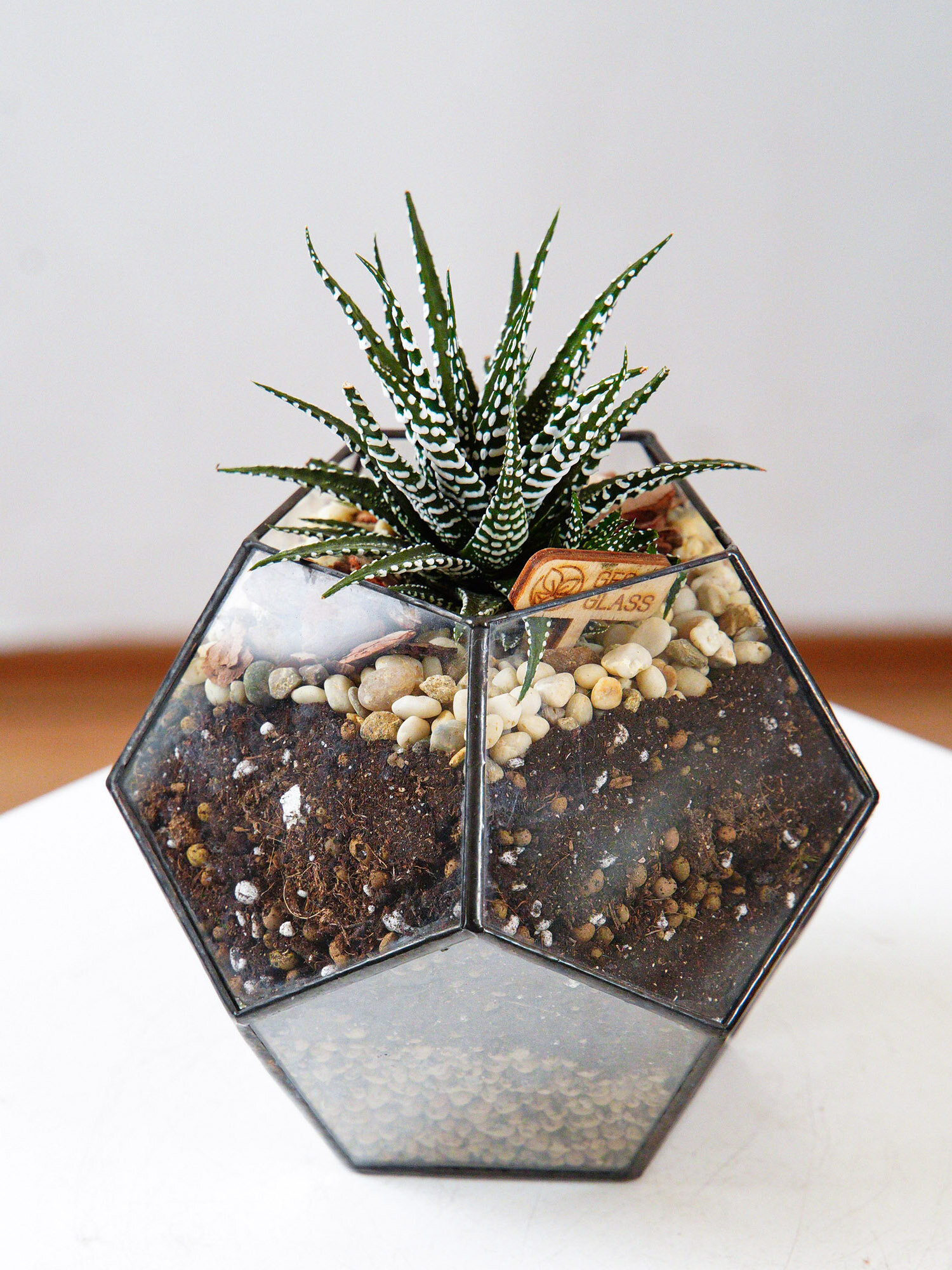 Geo Glass: Суккуленты живые , стеклянное кашпо , комнатные растения , подарок