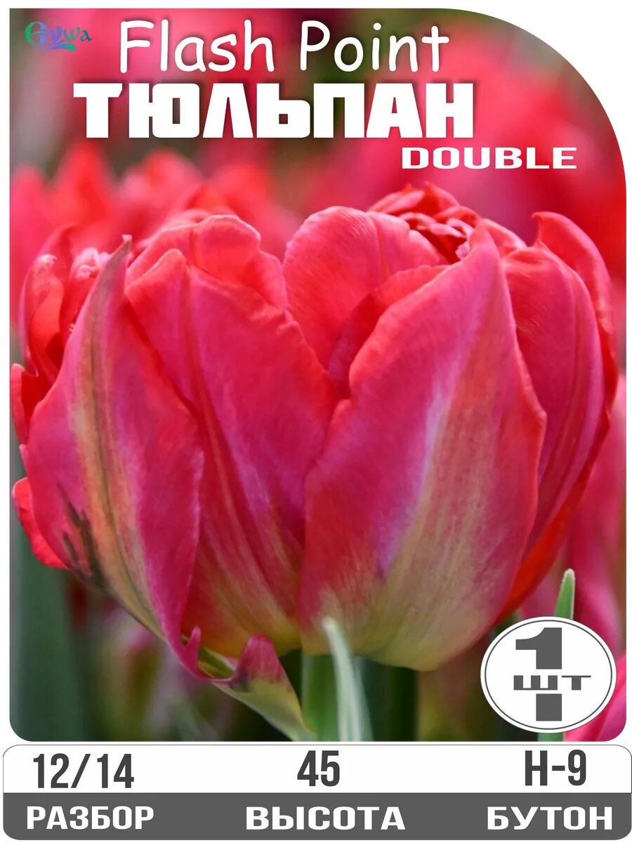 Тюльпаны луковицы Флэш Поинт 1шт крупные, разбор 12+