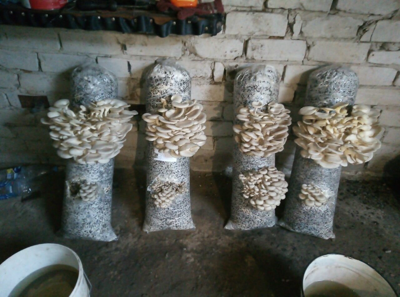 Мицелий Вешенки зерновой для новичков - 1 кг