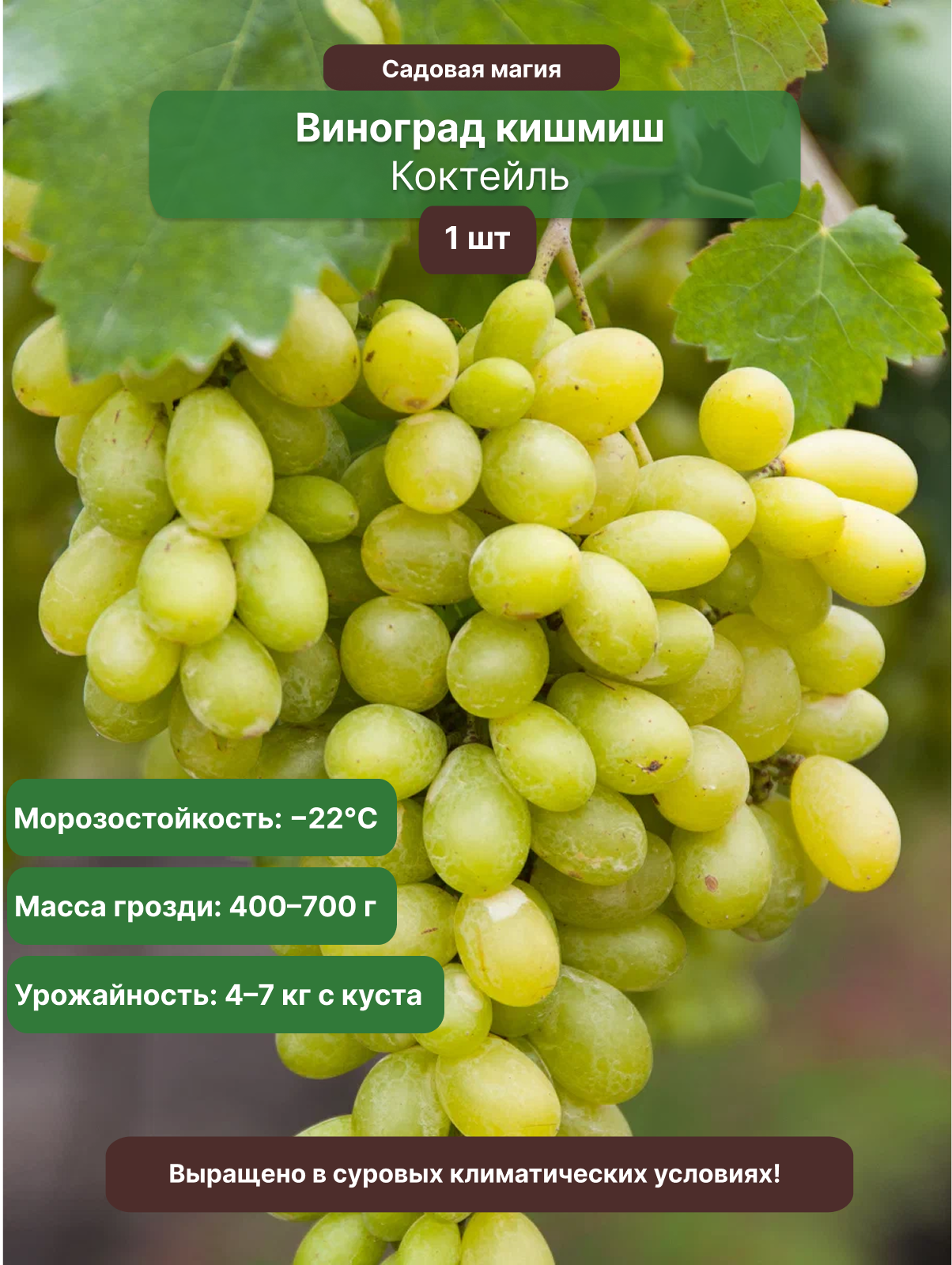 Виноград кишмиш Коктейль 1 шт / бессемянный, морозостойкий сорт