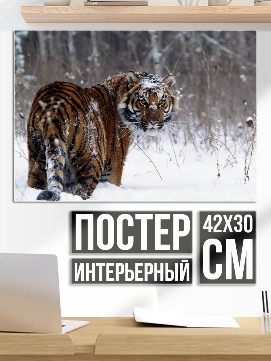 Плакат постер тигр в снегу