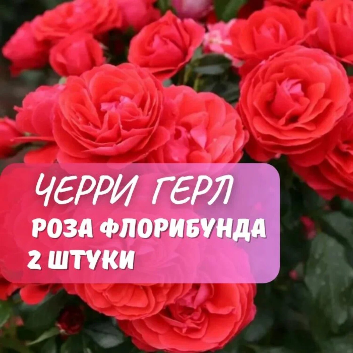 Роза флорибунда Черри Герл , 2 саженца , многолетняя , красная