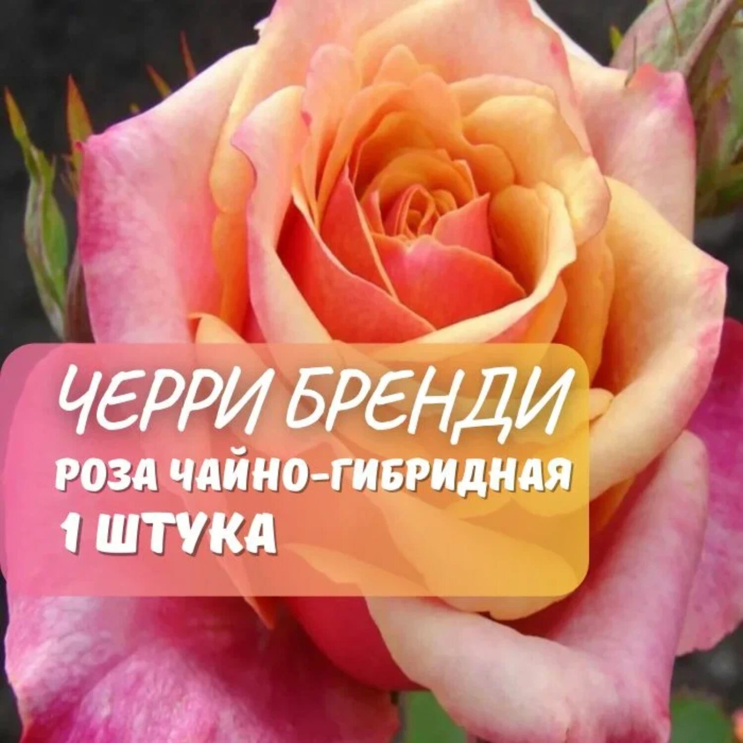 Роза "Черри бренди", чайно-гибридный сорт, многолетник, 1 саженец