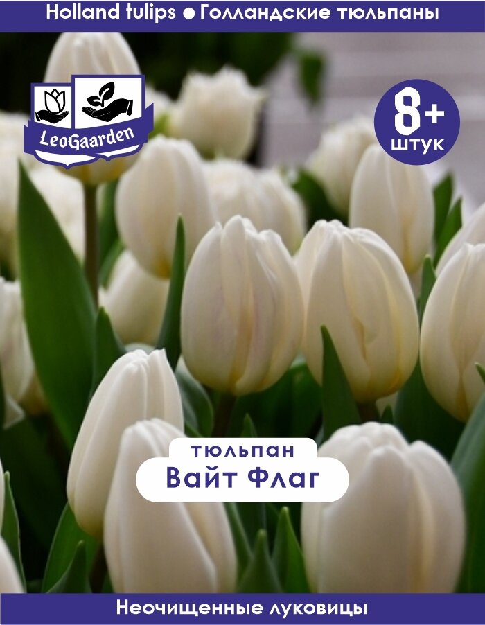 Тюльпан Луковица, Вайт Флаг, 8+шт