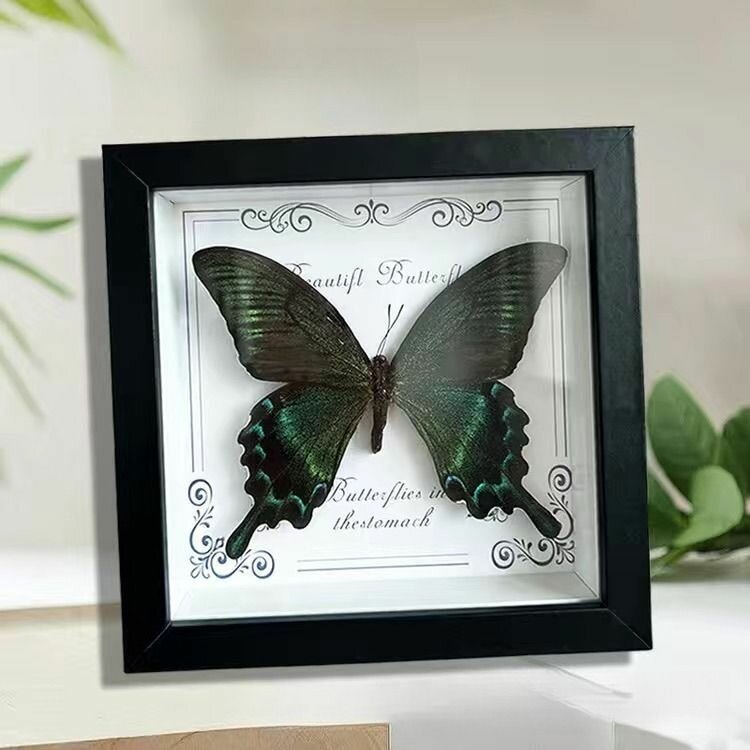 Бабочка в черной рамке под стеклом 180x180 мм для декора стен, коллекционный экземпляр, украшение интерьера