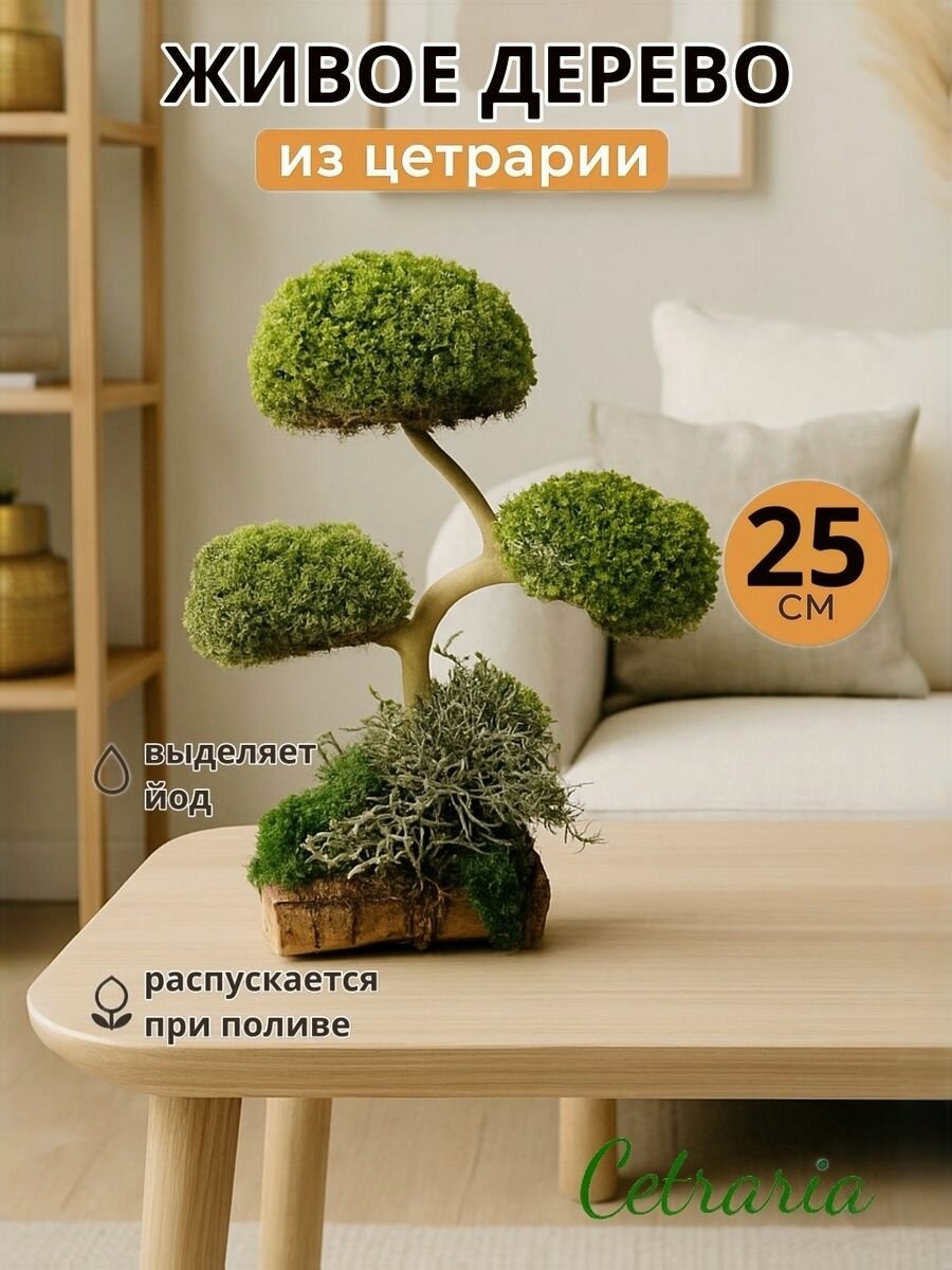 Дерево из мха Цетрария / Живой сухоцвет