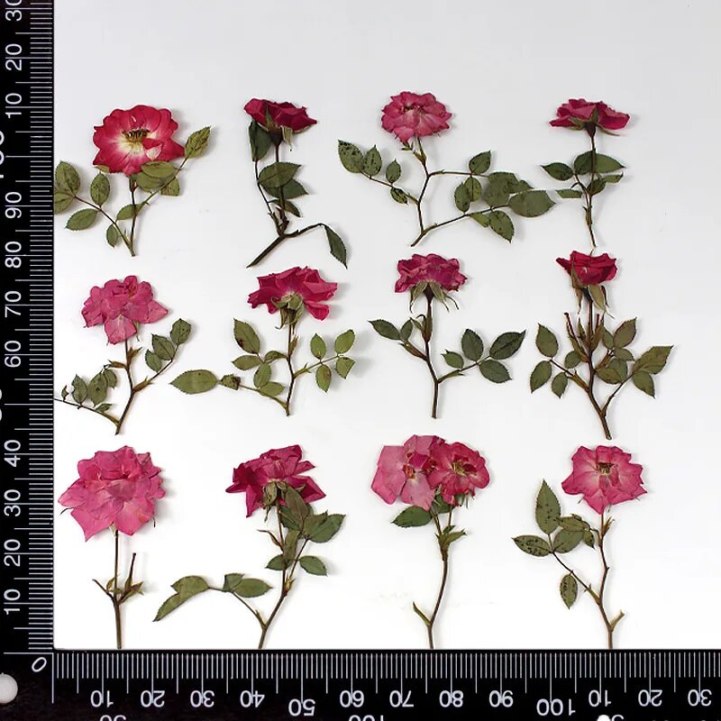 Натуральные ветки роз, 12 шт. Розовый, Side press pink