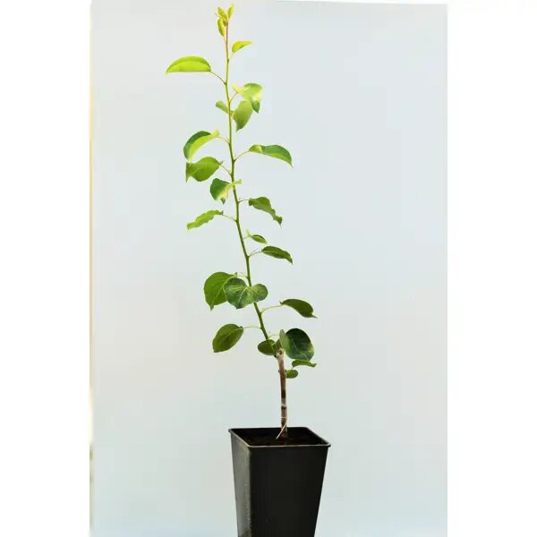 Груша «Уралочка» 1 год 12.5x30-50 см
