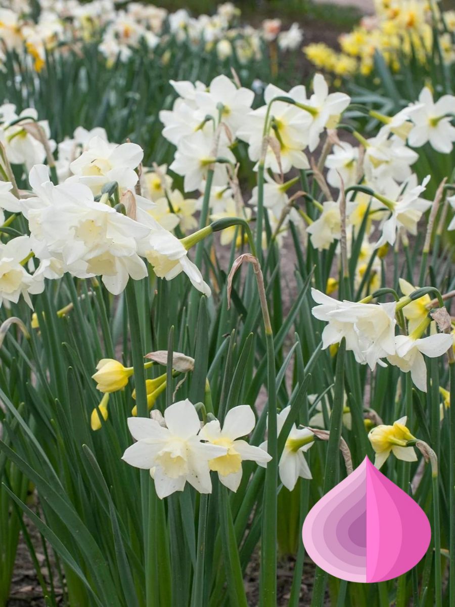 Луковицы цветов , bulbs servise, Нарцисс Пуэбло бело-желтый , ( 5 штук )