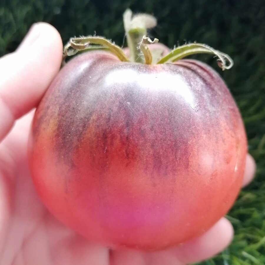 Семена Орешка Томат Младший сержант 10 ШТ