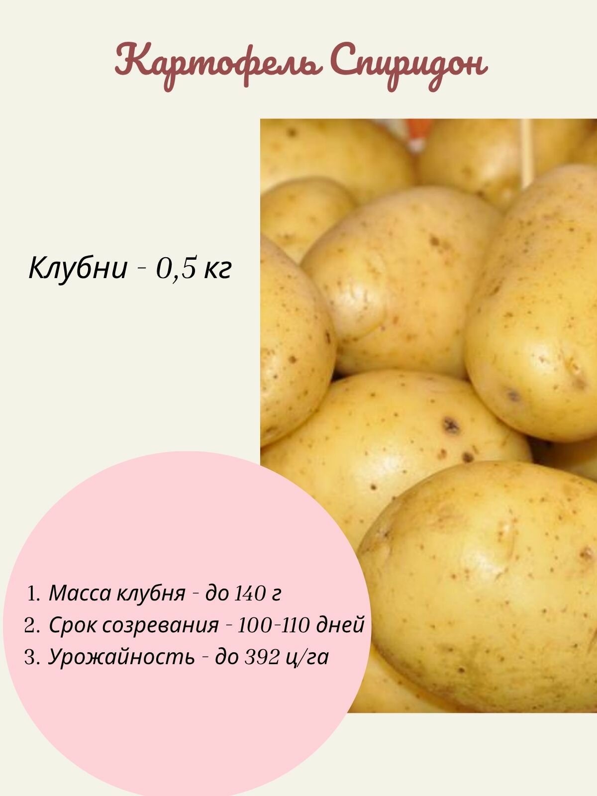 Картофель красный Спиридон 0,5 кг на посадку