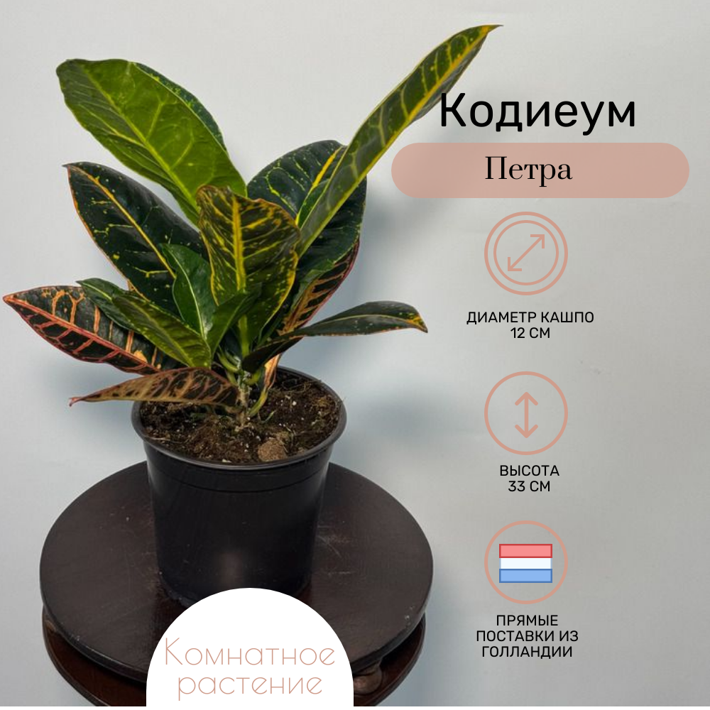 Комнатное растение Кодиеум Петра в транспортировочном кашпо, высота 33 см