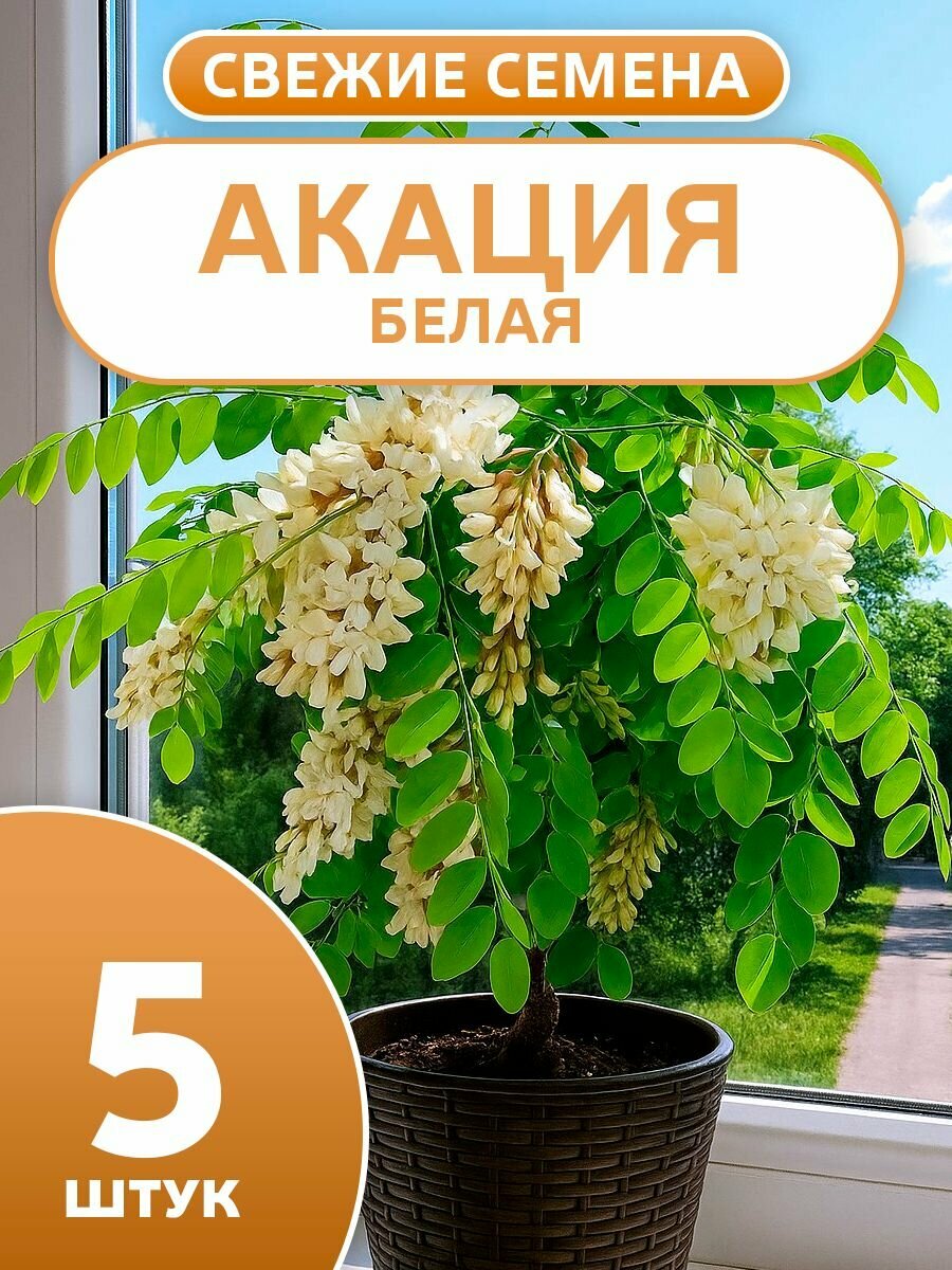 Семена белой акации для выращивания
