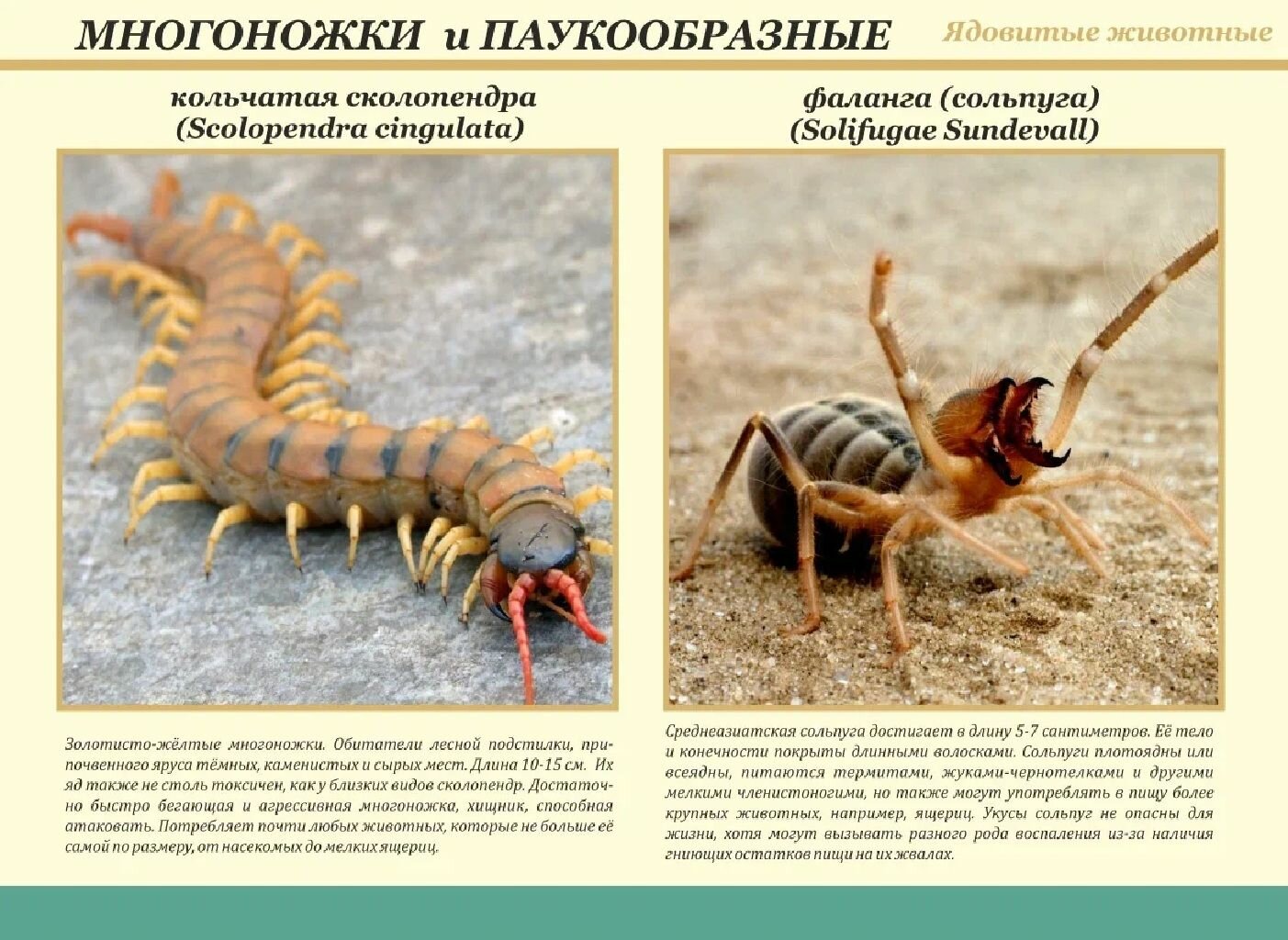 Комплект таблиц раздаточных "Ядовитые животные"