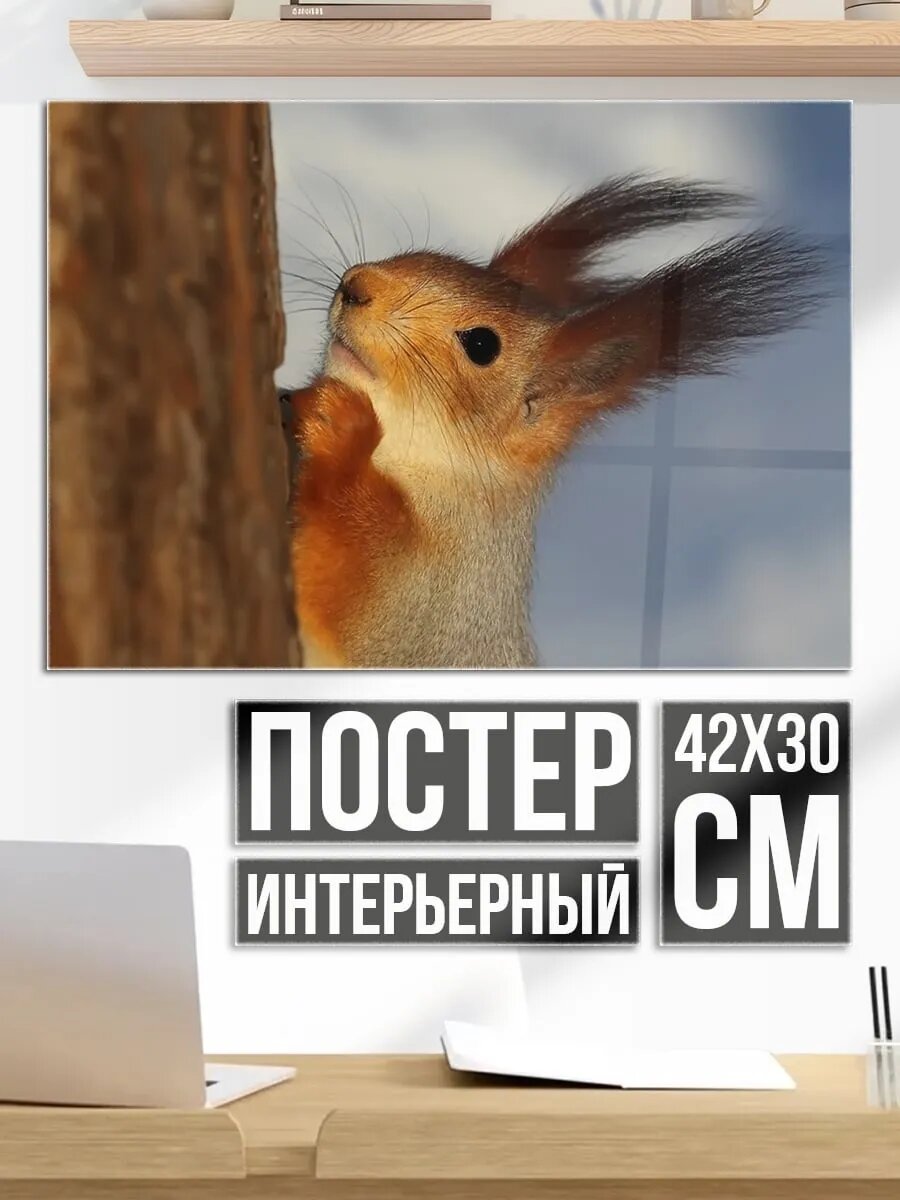 Плакат постер Белка на дереве