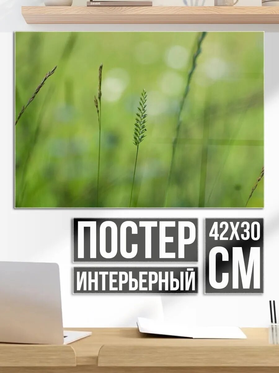 Плакат постер Зеленая трава утро