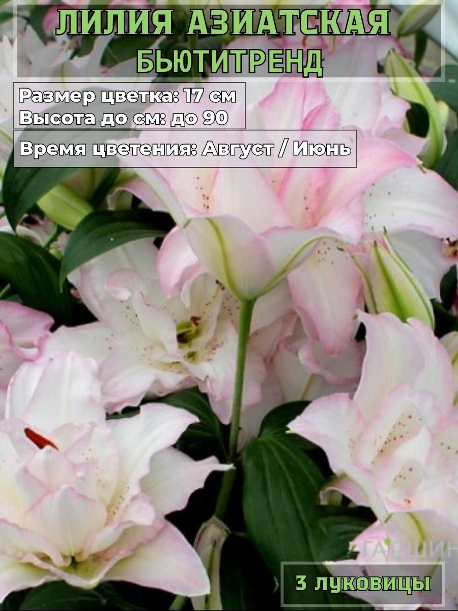 Лилия азиатская Бьютитренд, 3 луковицы