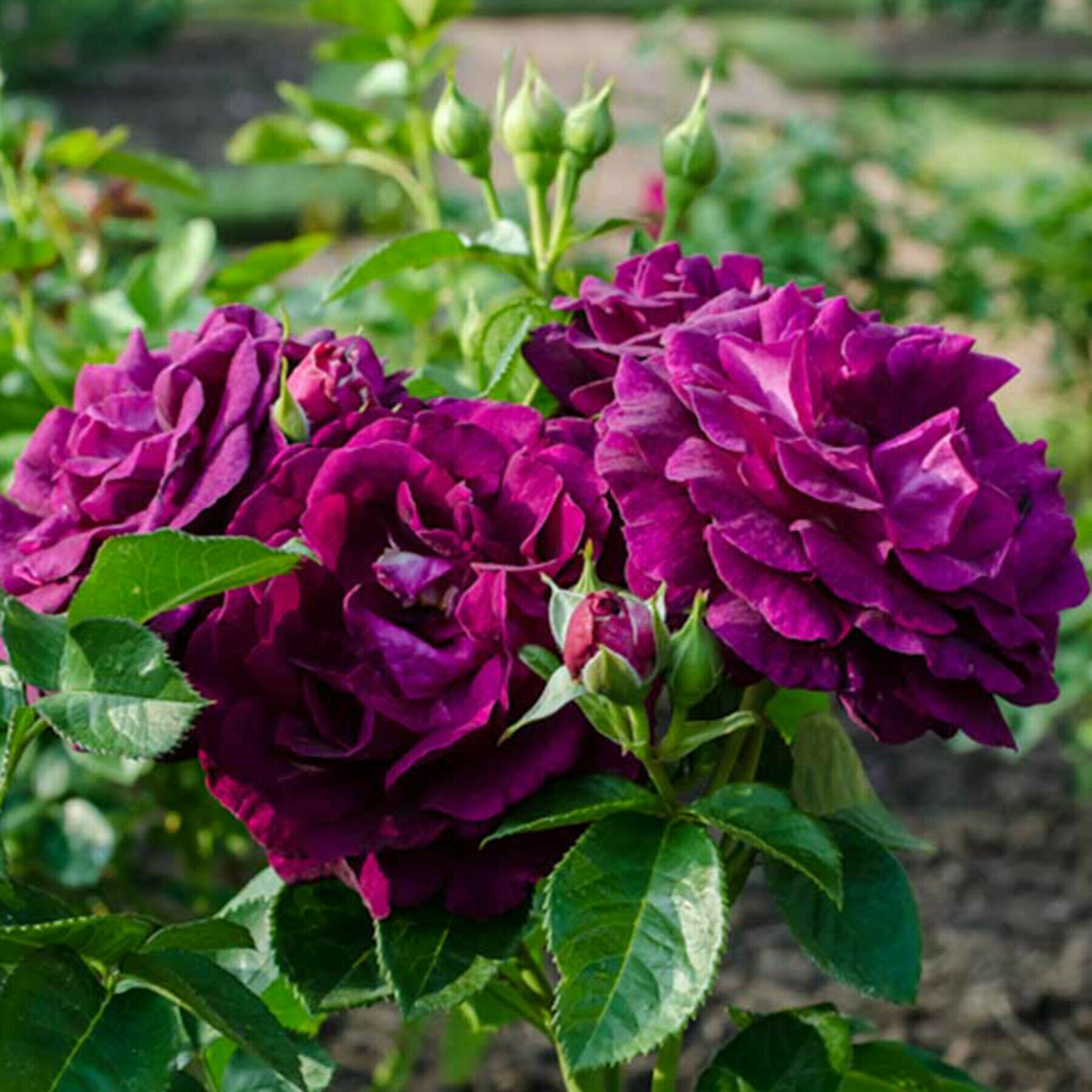 Роза флорибунда Твайлайт Зоун (Twilight Zone) / 1 шт, ароматный сорт