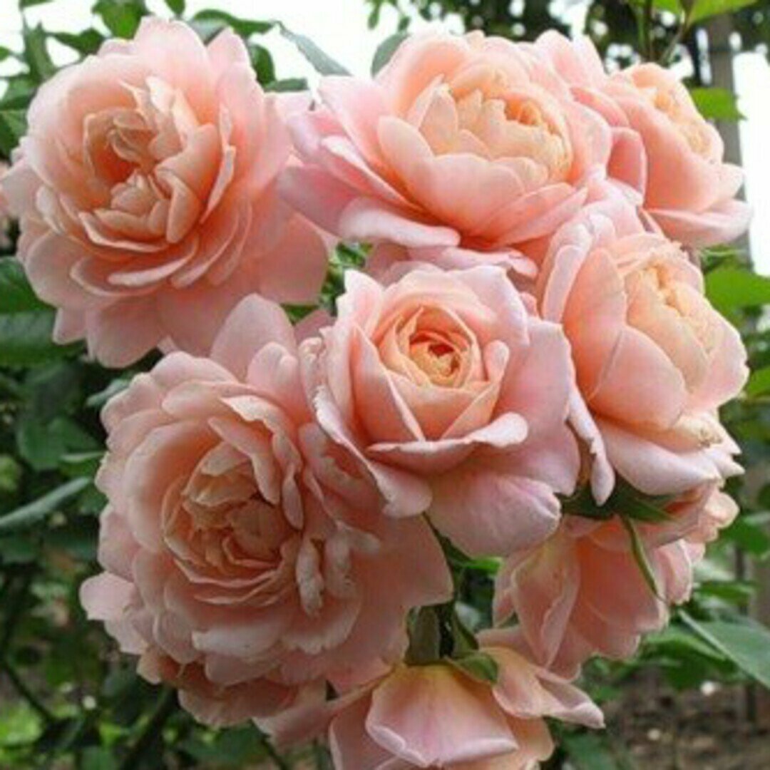 Роза флорибунда Гейша (Geisha) / 1шт, ароматный, повторноцветущий сорт