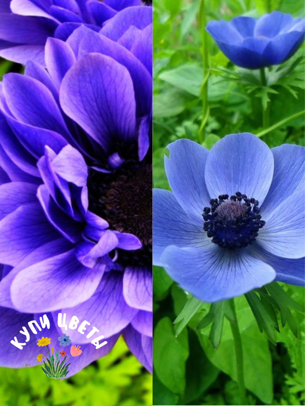 TWIN Анемона Lord Lieutnant 10шт/ Анемона MR Fokker 10шт(20 луковиц)