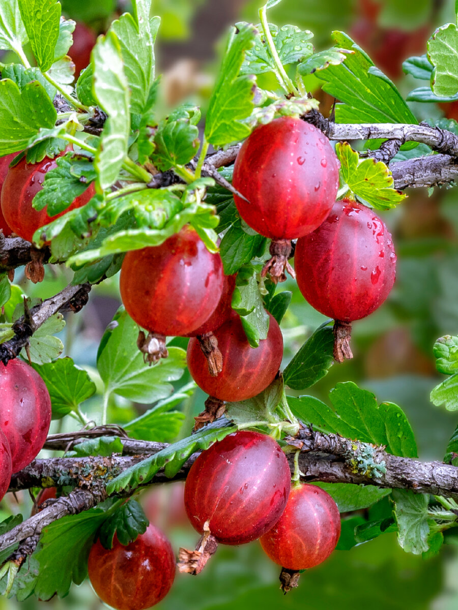 Крыжовник "Северный капитан", бесшипный, многолетник, 60 см, розовый