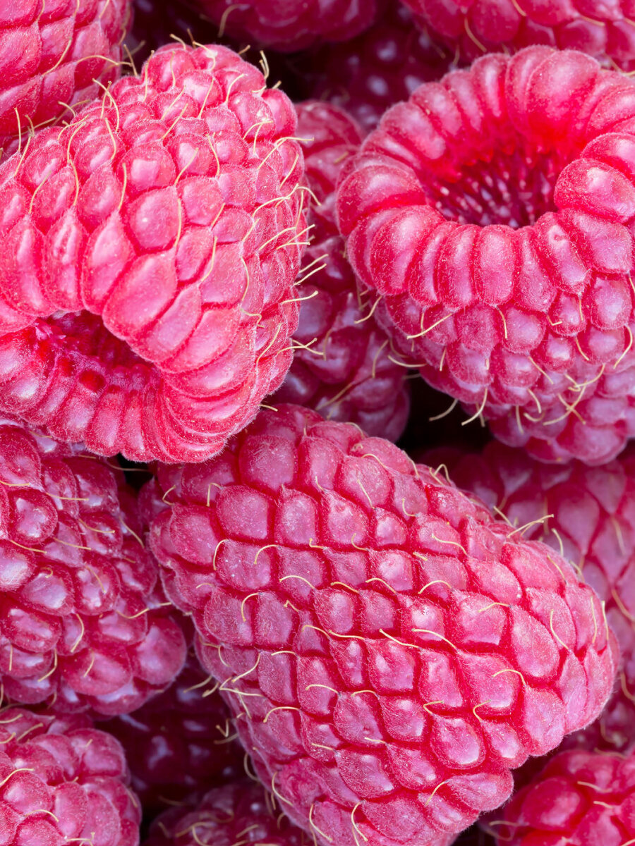 Малина крупноплодная Антарес 2 шт / среднеспелый, морозостойкий сорт