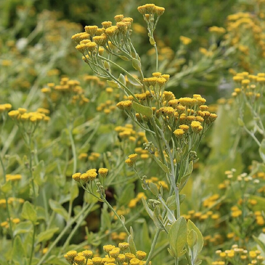 Семена Орешка Пижма бальзамическая 100 ШТ