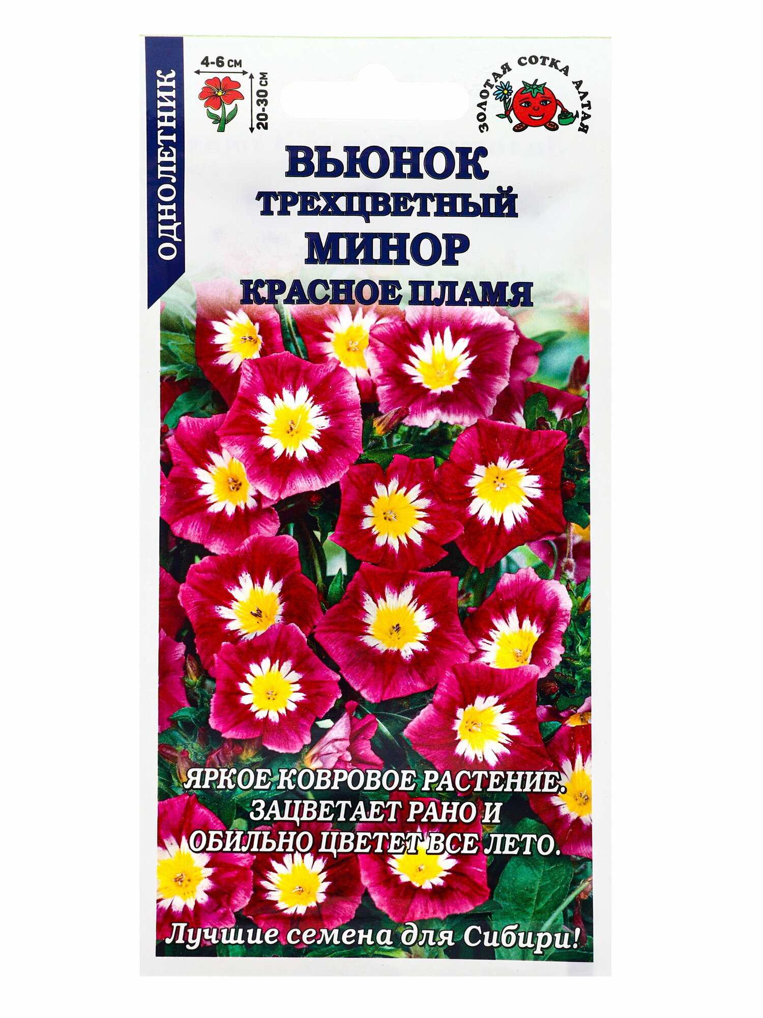 Семена Вьюнок "Минор Красное пламя", 0.5 г, трёхцветный, цветение период: август, 6 шт.
